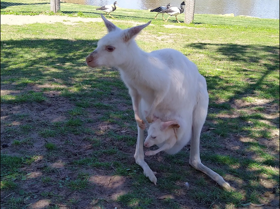 Enter the Only in Australia competition - Australia Day in NSW